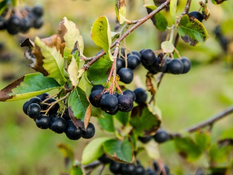 Was ist die Aroniabeere und wie wird sie angebaut?
